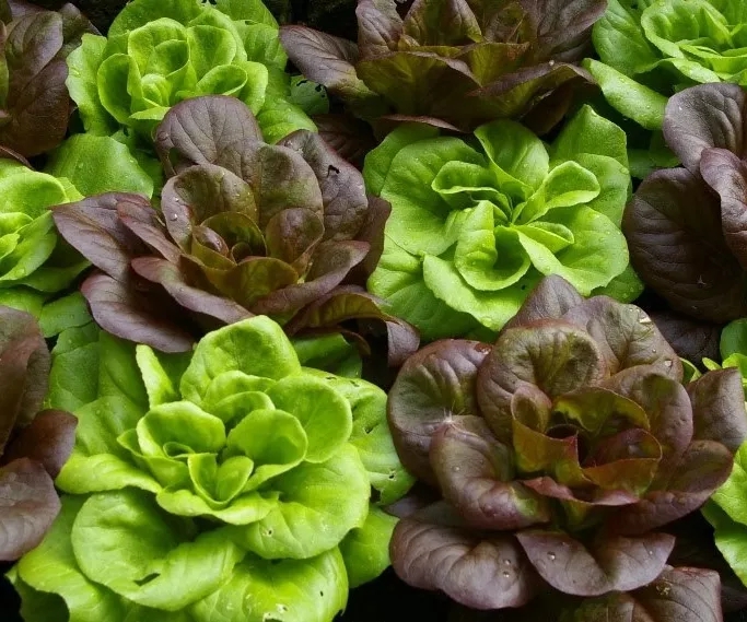 DeliNova - Sala-nova mix